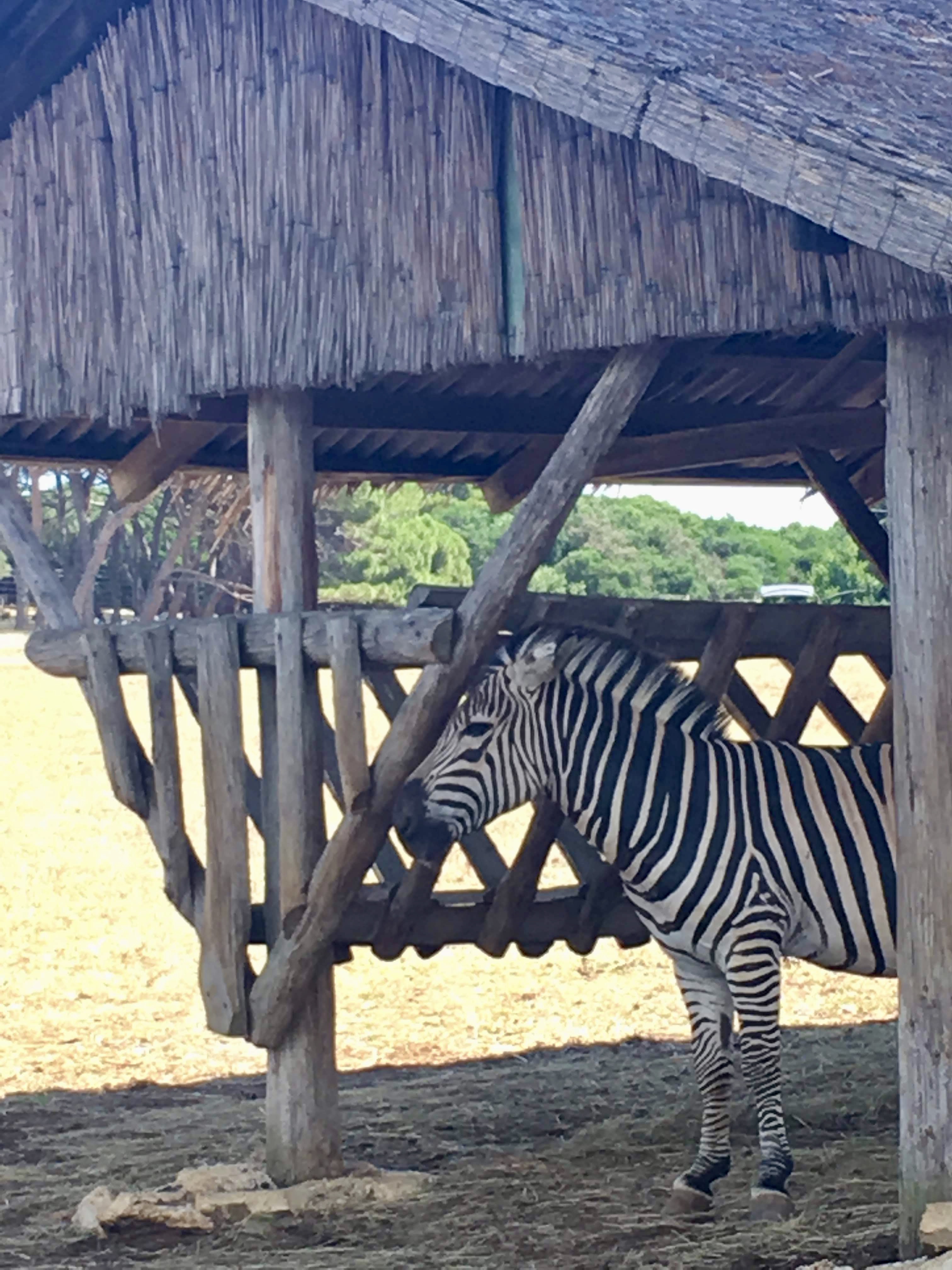 ITINERARY: 7 DAYS IN ISTRIA, CROATIA – CONCRETE COLLAGE