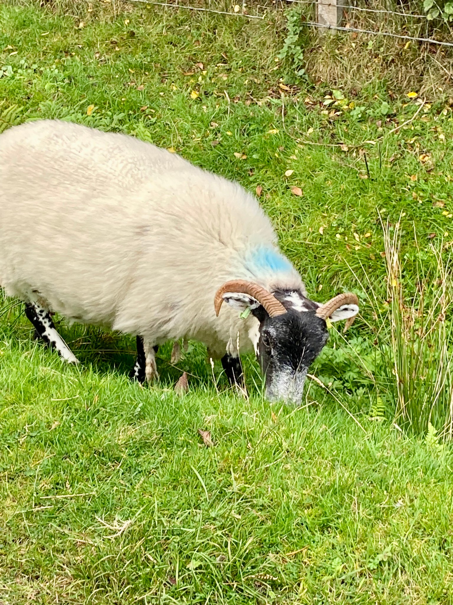 ITINERARY: Scottish Highlands & Isle of Skye by camper – CONCRETE COLLAGE